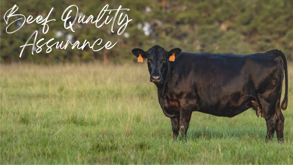 Beef Quality Assurance Training | N.C. Cooperative Extension