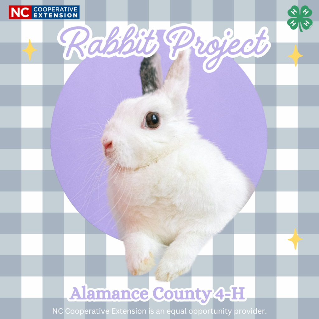 Alamance 4-H Rabbit Project | N.C. Cooperative Extension
